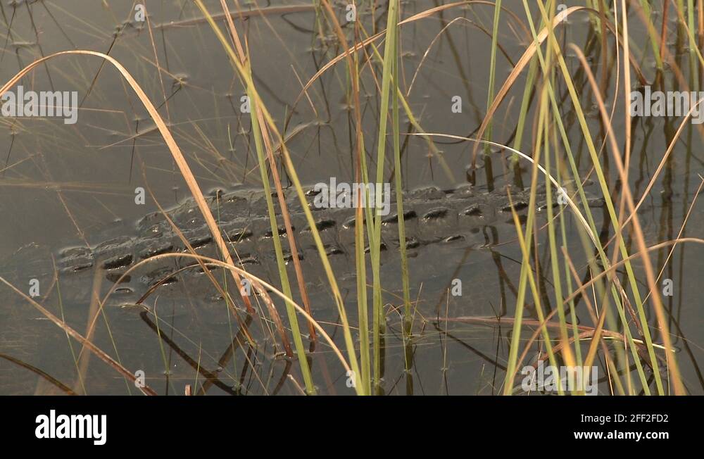 Florida everglades reptile Stock Videos & Footage - HD and 4K Video ...