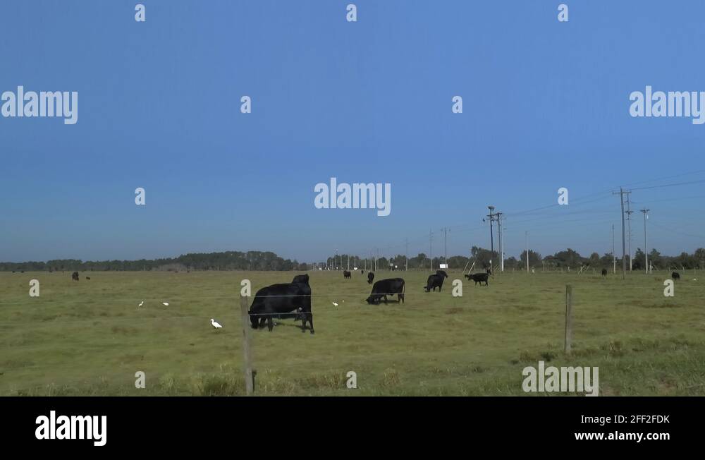 Livestock driving Stock Videos & Footage - HD and 4K Video Clips - Alamy