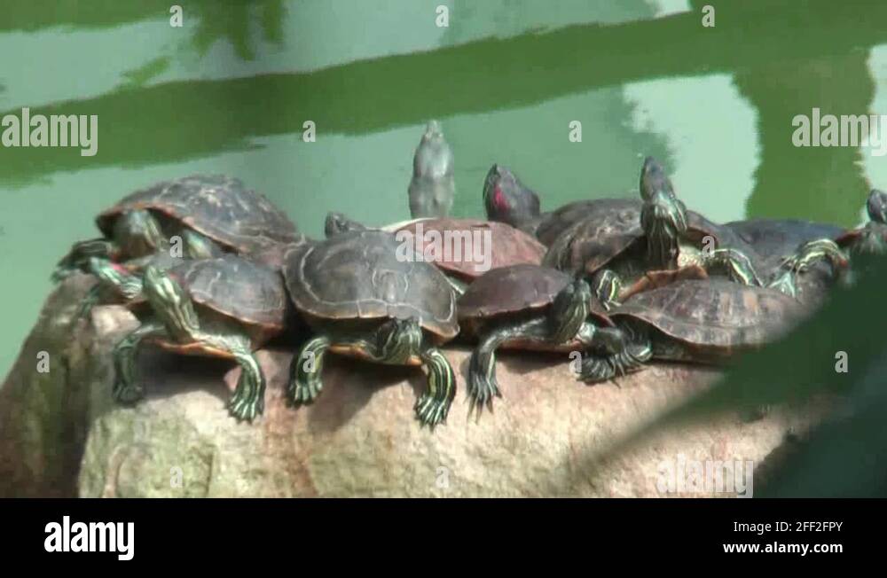 Southeast asia singapore red eared terrapin sunbathing on mammal pond ...