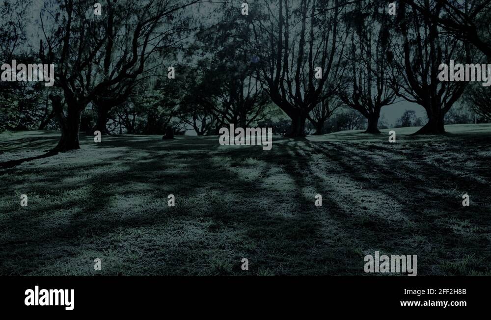 Horror tree Stock Videos & Footage - HD and 4K Video Clips - Alamy