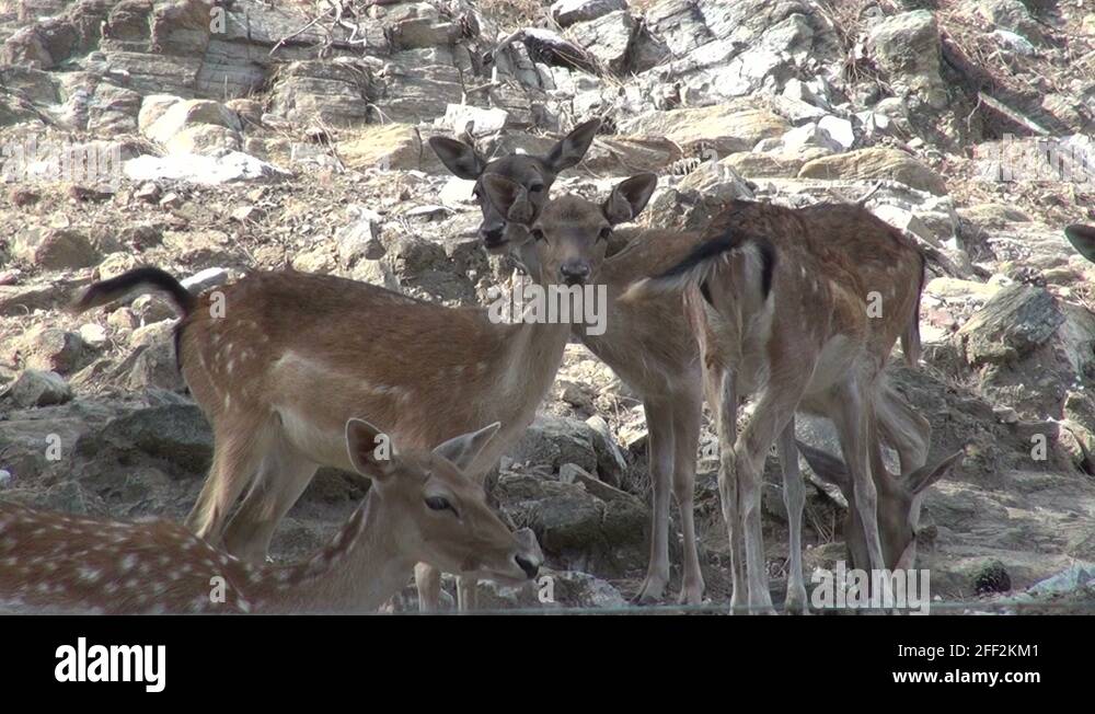Herd animals cute Stock Videos & Footage - HD and 4K Video Clips - Alamy