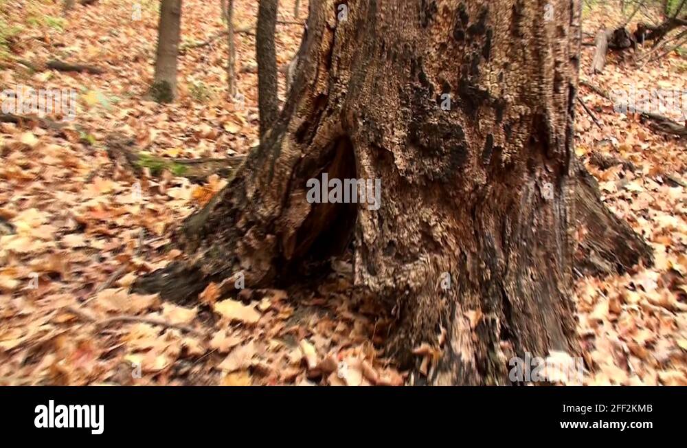 Rotten tree Stock Videos & Footage - HD and 4K Video Clips - Alamy