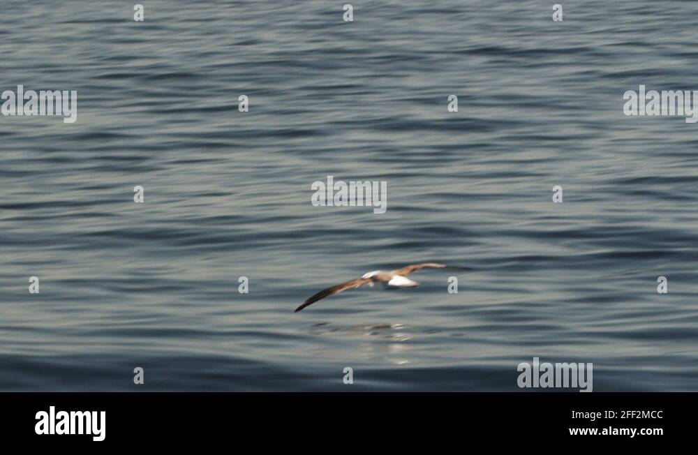 Albatross australia Stock Videos & Footage - HD and 4K Video Clips - Alamy