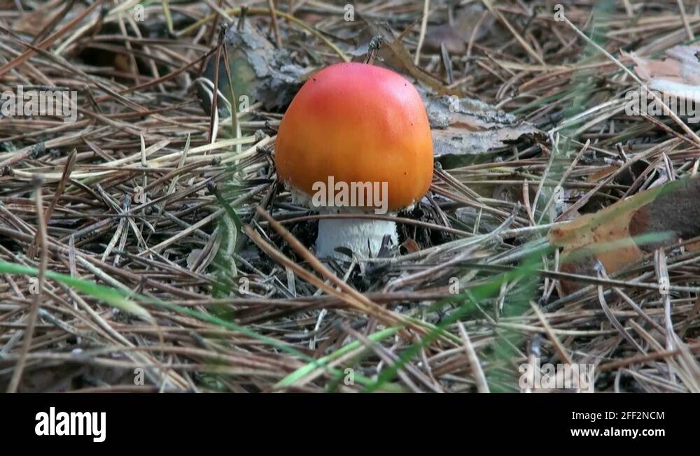 Mushroom poisonous mushroom Stock Videos & Footage - HD and 4K Video ...