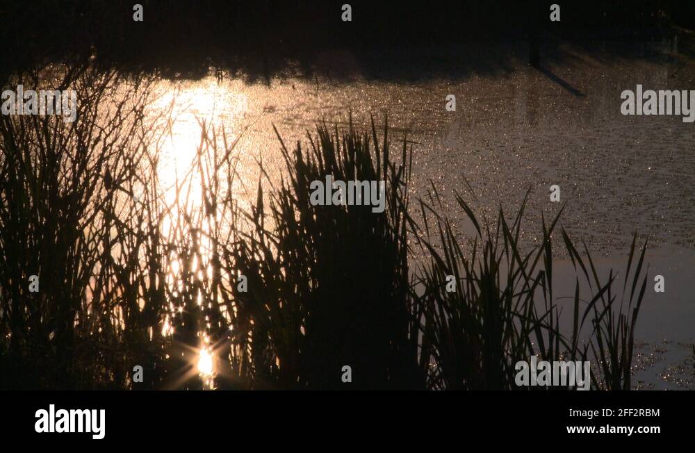 Reflection on pond Stock Videos & Footage - HD and 4K Video Clips - Alamy