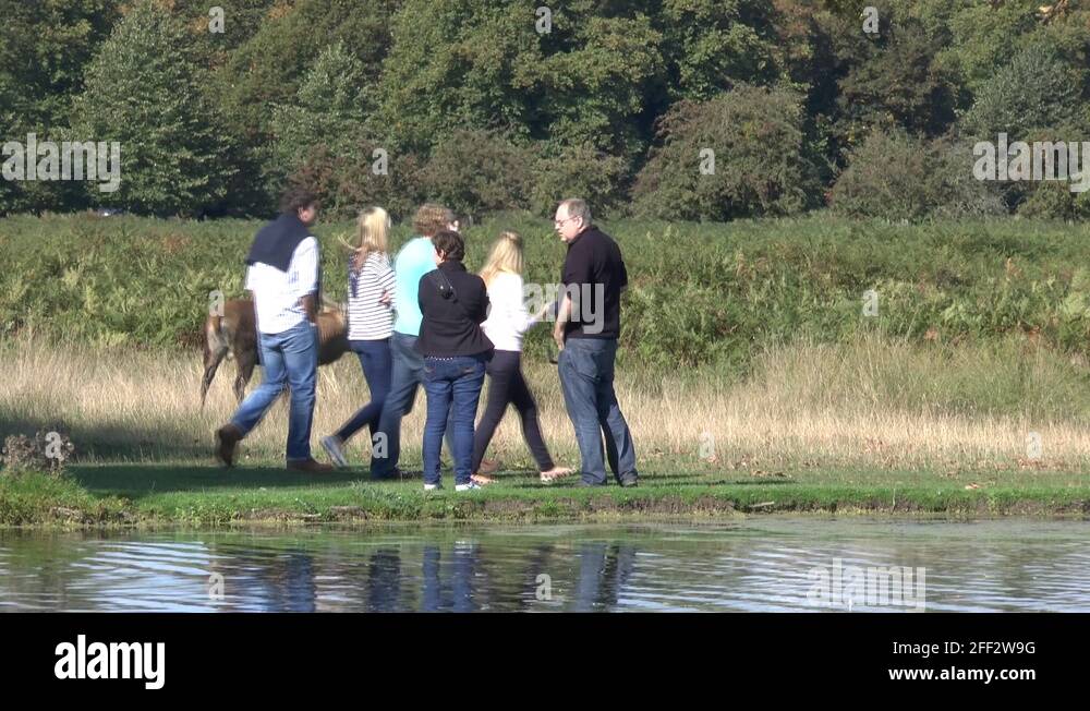 Uk deer people Stock Videos & Footage - HD and 4K Video Clips - Alamy