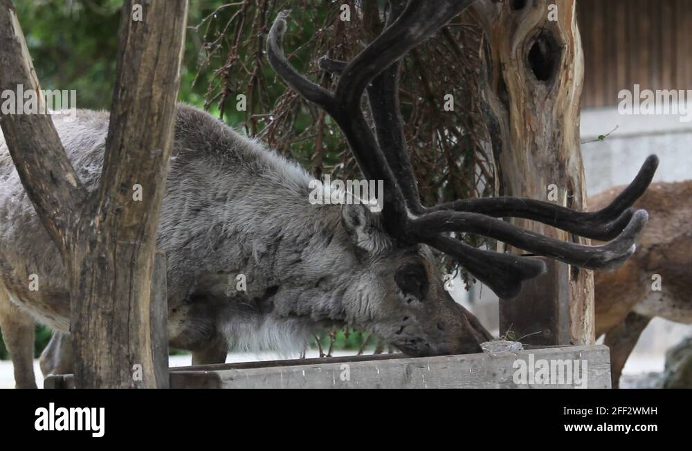 Stag horns Stock Videos & Footage - HD and 4K Video Clips - Alamy