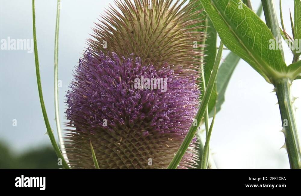Teasel in bloom Stock Videos & Footage - HD and 4K Video Clips - Alamy