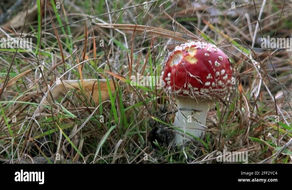 White stalk Stock Videos & Footage - HD and 4K Video Clips - Alamy