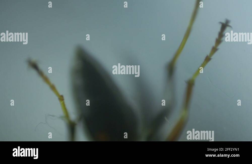 Insect with stinger Stock Videos & Footage - HD and 4K Video Clips - Alamy