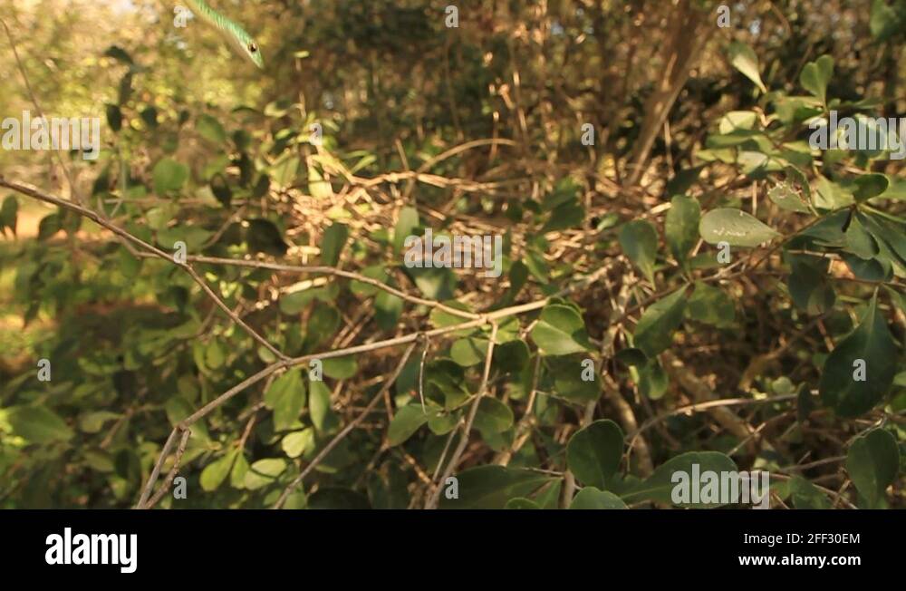 Release snake Stock Videos & Footage - HD and 4K Video Clips - Alamy