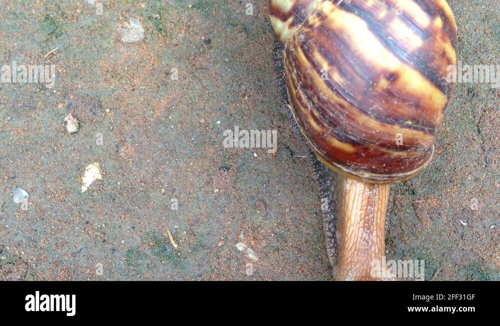Snail slimy trail Stock Videos & Footage - HD and 4K Video Clips - Alamy