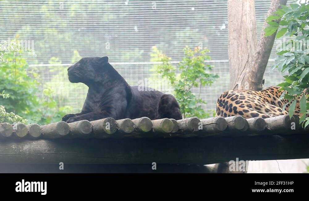 Black panther in zoo in Stock Videos & Footage - HD and 4K Video Clips ...