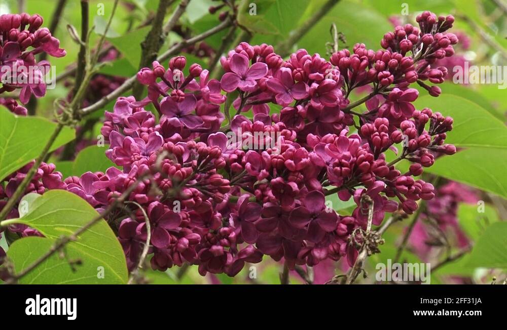 Lilac, Syringa vulgaris Andenken an Ludwig Spath - in bloom Stock Video ...