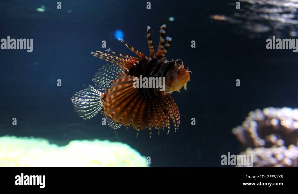 Venomous animals Stock Videos & Footage - HD and 4K Video Clips - Alamy