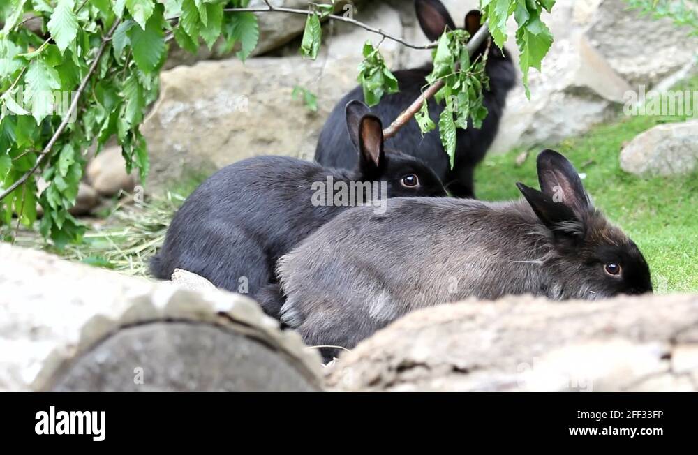 Spring bunnies Stock Videos & Footage - HD and 4K Video Clips - Alamy