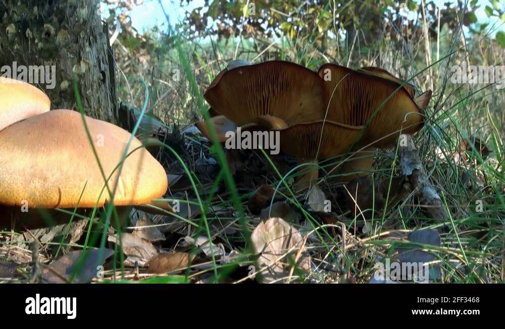 Toadstool tree Stock Videos & Footage - HD and 4K Video Clips - Alamy