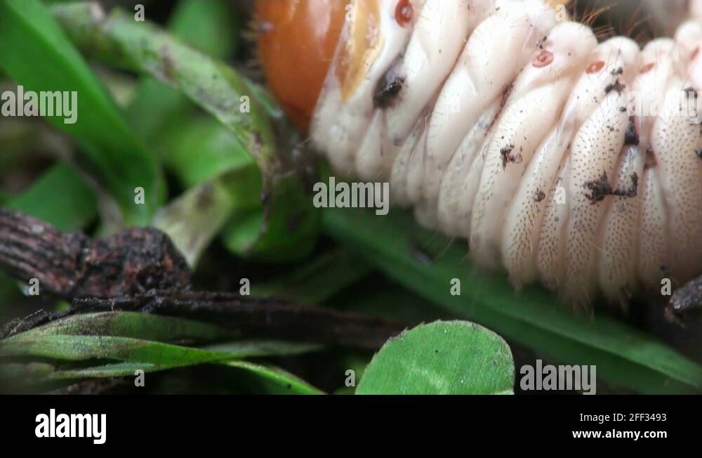 White larva Stock Videos & Footage - HD and 4K Video Clips - Alamy
