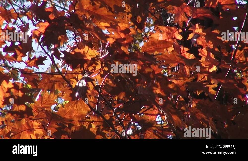 Red oak fall foliage Stock Videos & Footage - HD and 4K Video Clips - Alamy