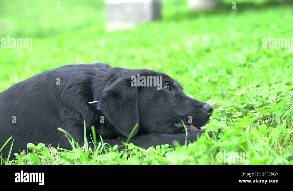 Labrador puppys Stock Videos & Footage - HD and 4K Video Clips - Alamy