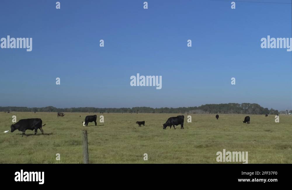 Livestock grazing Stock Videos & Footage - HD and 4K Video Clips - Alamy