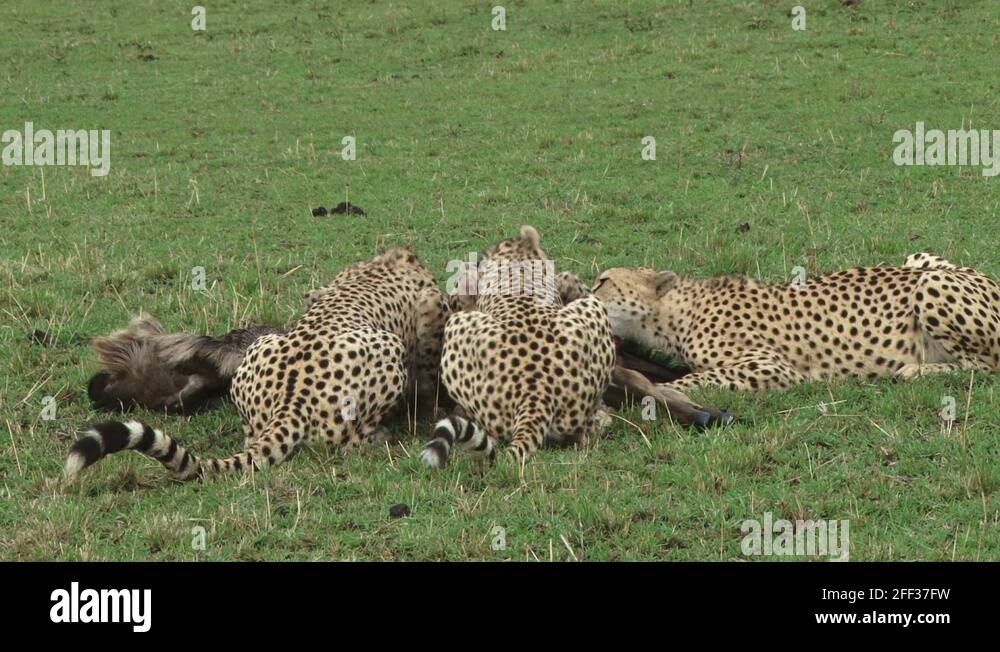 Cheetahs eating Stock Videos & Footage - HD and 4K Video Clips - Alamy