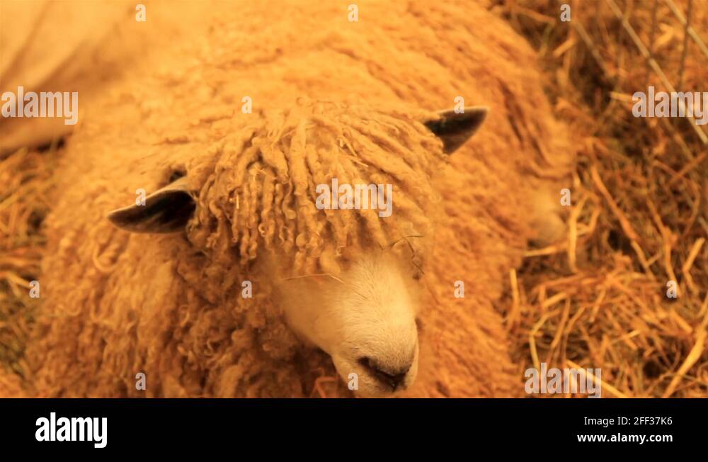 Wool sheep Stock Videos & Footage - HD and 4K Video Clips - Alamy