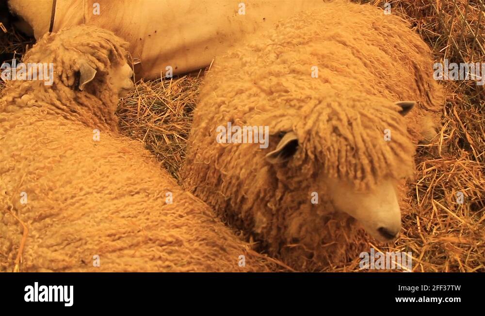 Wool sheep Stock Videos & Footage - HD and 4K Video Clips - Alamy