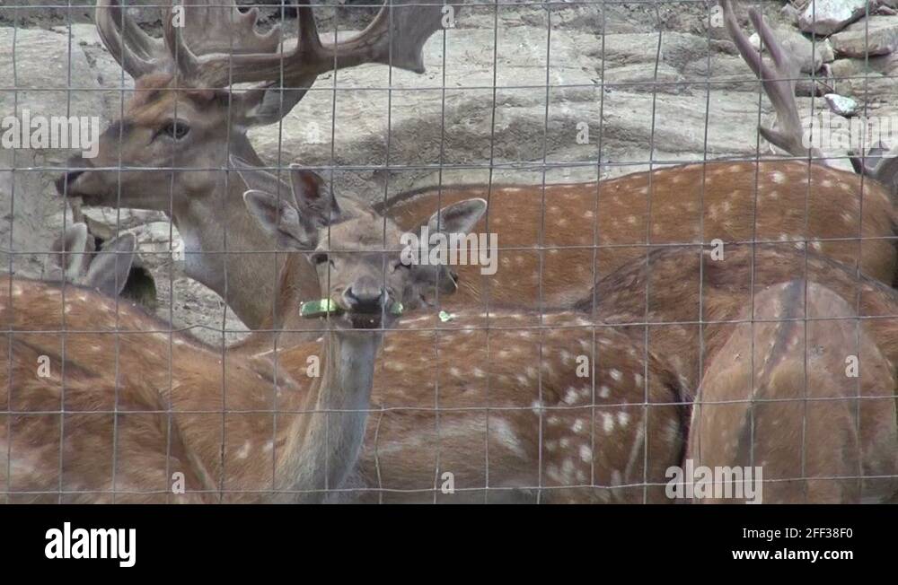 Tame wild animals Stock Videos & Footage - HD and 4K Video Clips - Alamy