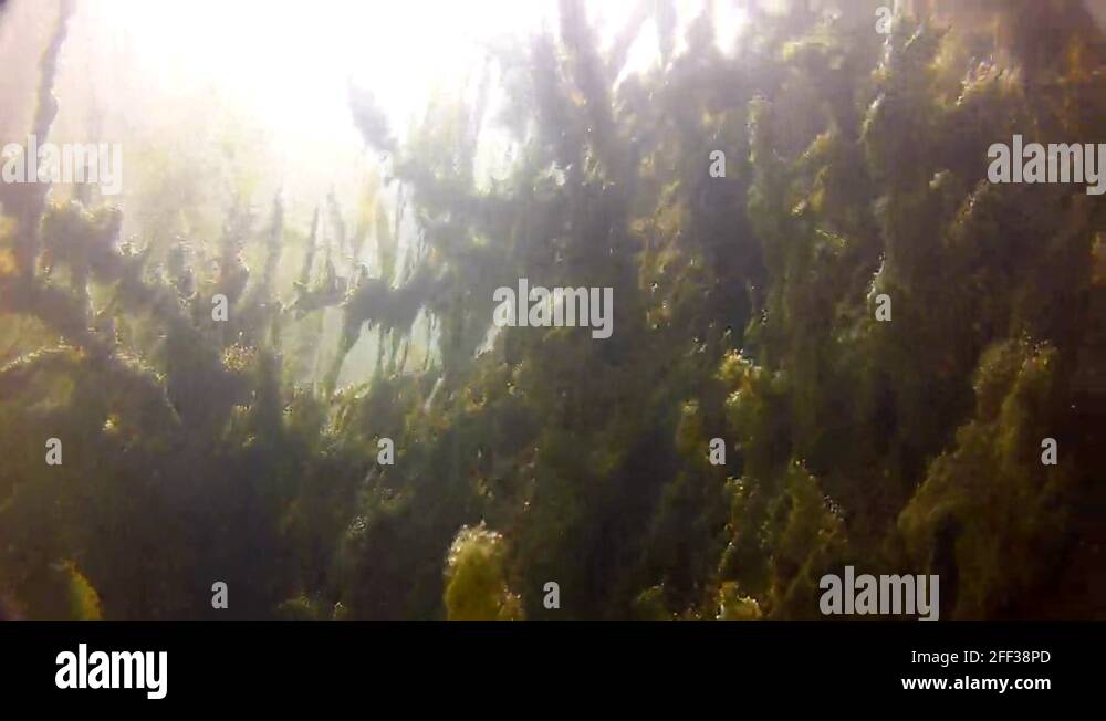 Golden algae Stock Videos & Footage - HD and 4K Video Clips - Alamy