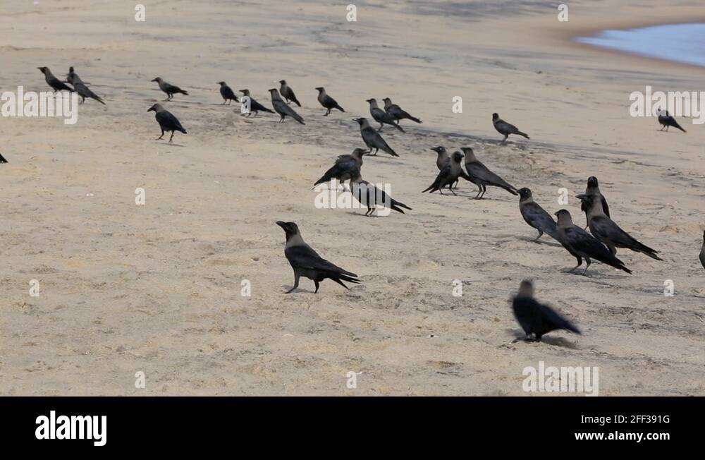Crows on beach Stock Videos & Footage - HD and 4K Video Clips - Alamy