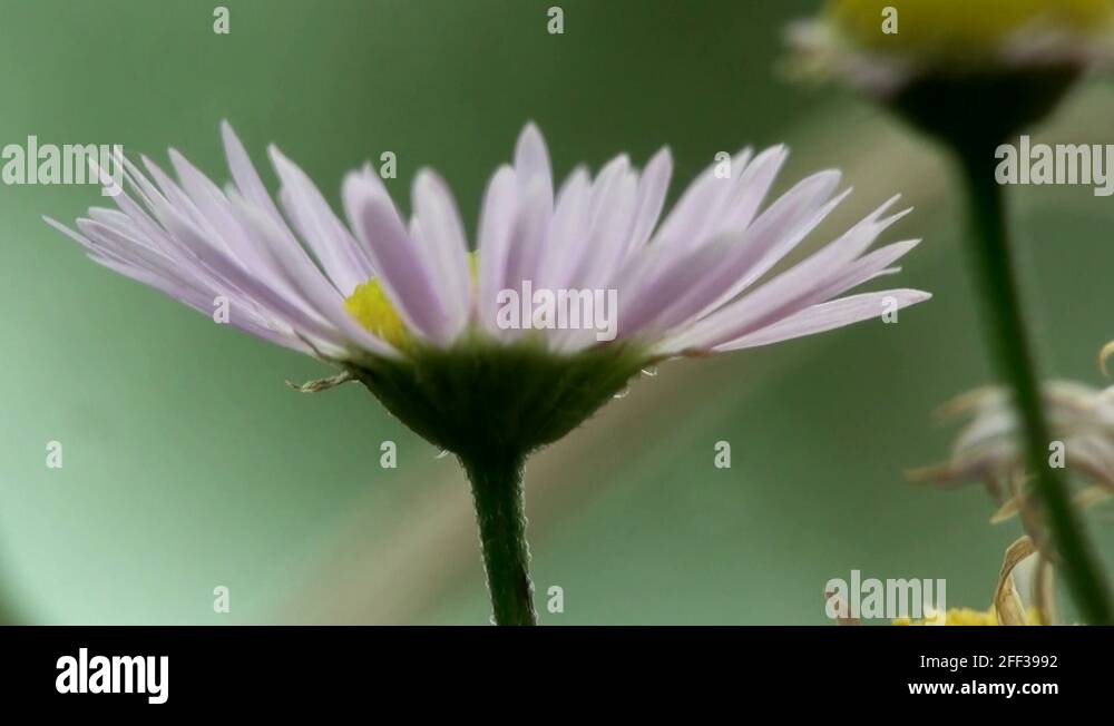 Wild flower wild flower pink flower Stock Videos & Footage - HD and 4K ...
