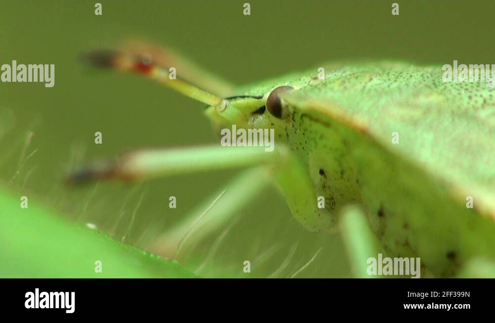 Macro, eyes and whiskers green garden beetle bug Stock Video Footage ...