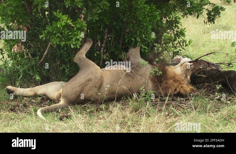Lion guarding prey Stock Videos & Footage - HD and 4K Video Clips - Alamy