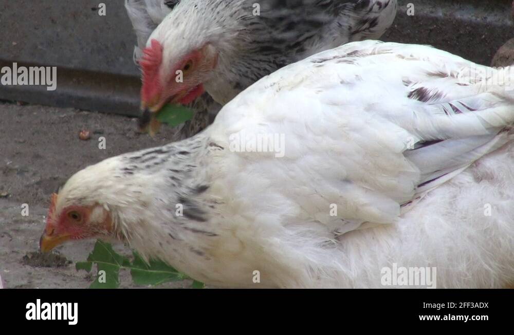 Brahma chicken hen poultry Stock Videos & Footage - HD and 4K Video ...