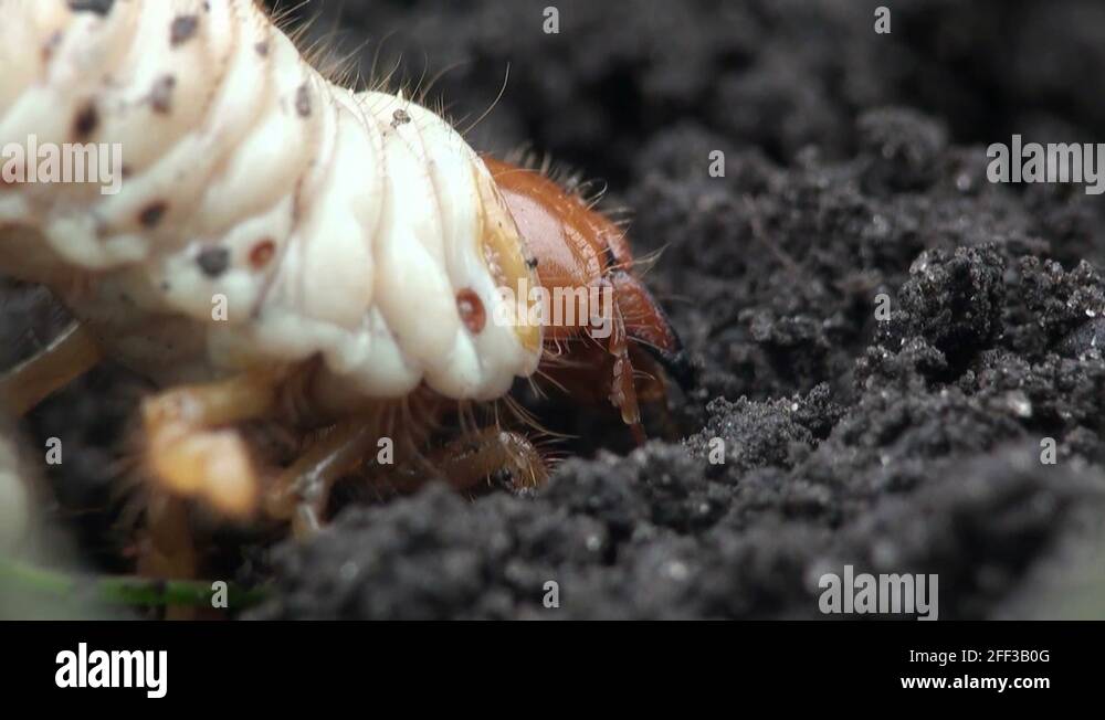 White larvae Stock Videos & Footage - HD and 4K Video Clips - Alamy