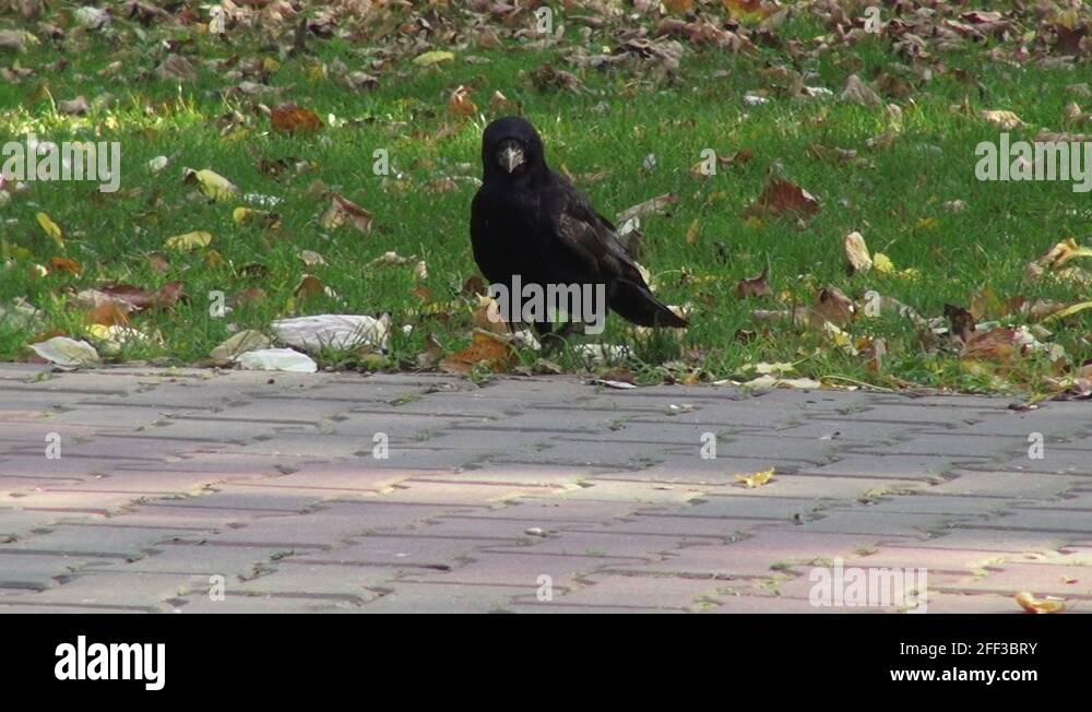 Dead crow park Stock Videos & Footage - HD and 4K Video Clips - Alamy
