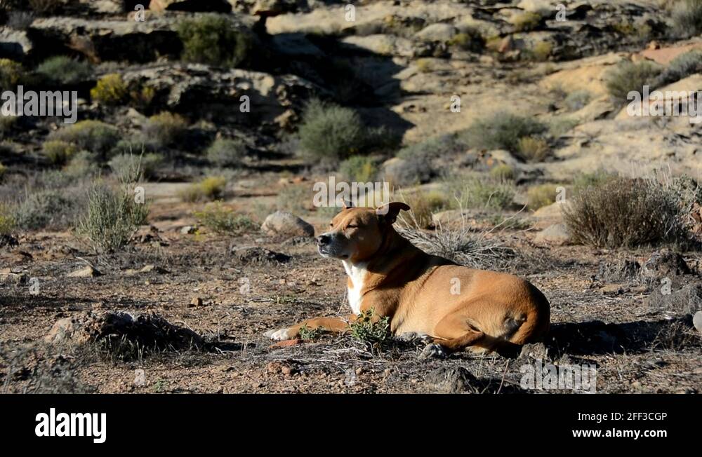 Desert dog Stock Videos & Footage - HD and 4K Video Clips - Alamy