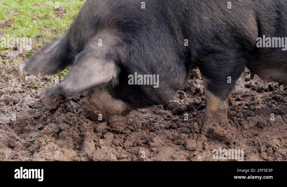 Pig rooting around in mud Stock Video Footage - Alamy