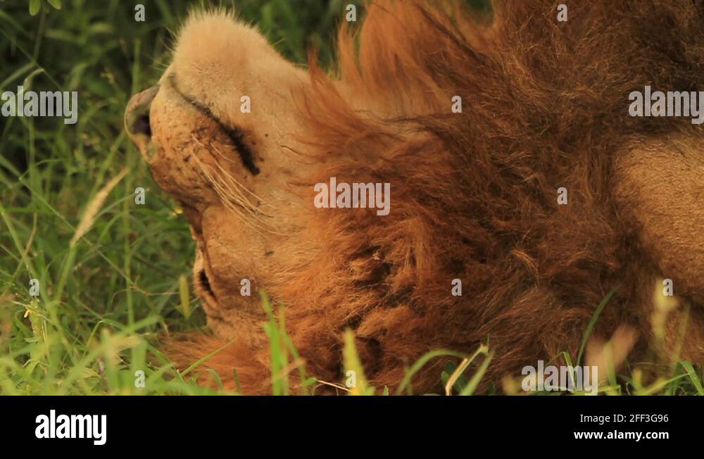 Male lion lying on back Stock Videos & Footage - HD and 4K Video Clips ...