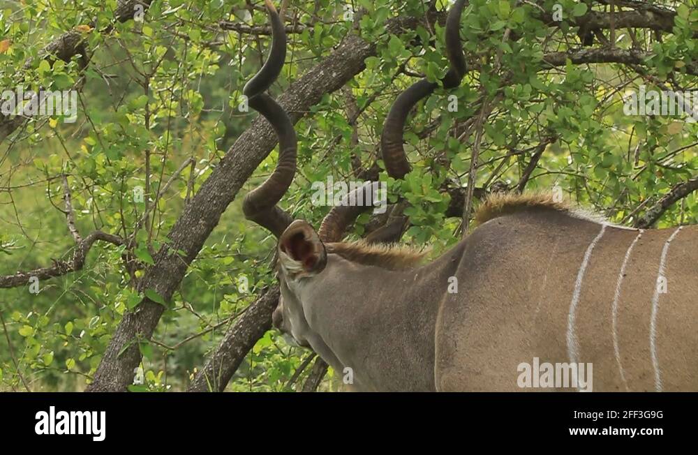 Bull kudu tragelaphus strepsiceros Stock Videos & Footage - HD and 4K ...