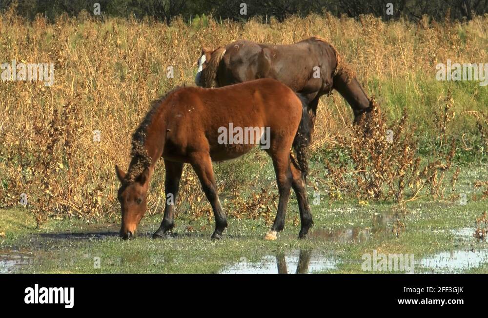 Bramble plants Stock Videos & Footage - HD and 4K Video Clips - Alamy