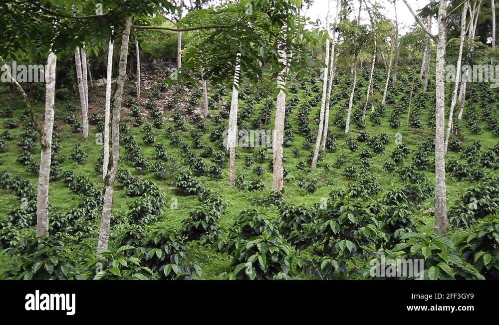 Young coffee bushes in a shade-grown organic coffee plantation Stock ...