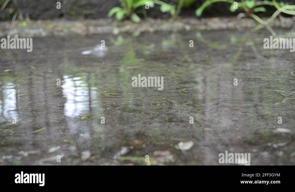 puddle pool water and air bubbles forming and blow rippling Stock Video ...