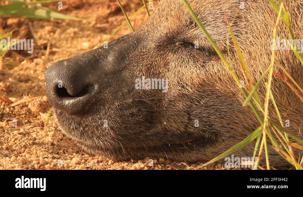 Hyena eyes Stock Videos & Footage - HD and 4K Video Clips - Alamy