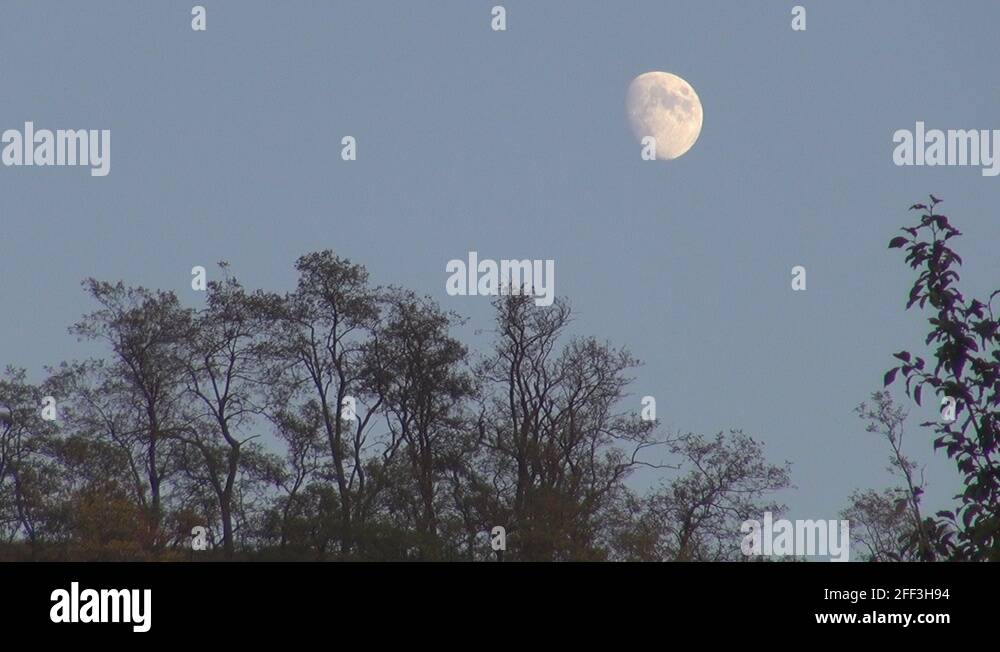 Tree and lunar eclipse Stock Videos & Footage - HD and 4K Video Clips ...