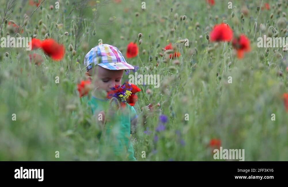 Poppies in flower Stock Videos & Footage - HD and 4K Video Clips - Alamy