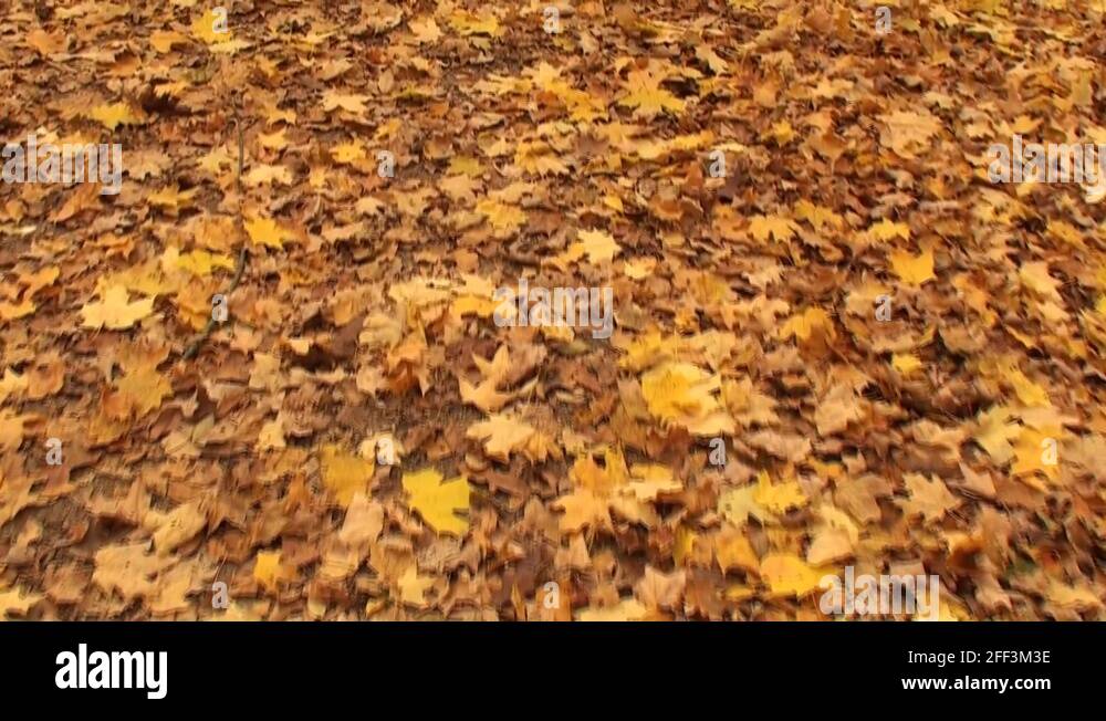 Fallen leaves Stock Videos & Footage - HD and 4K Video Clips - Alamy