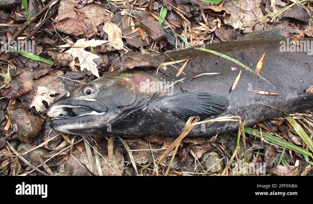 Wild catch Stock Videos & Footage - HD and 4K Video Clips - Alamy