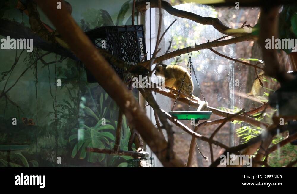 Monkey at the zoo Stock Videos & Footage - HD and 4K Video Clips - Alamy